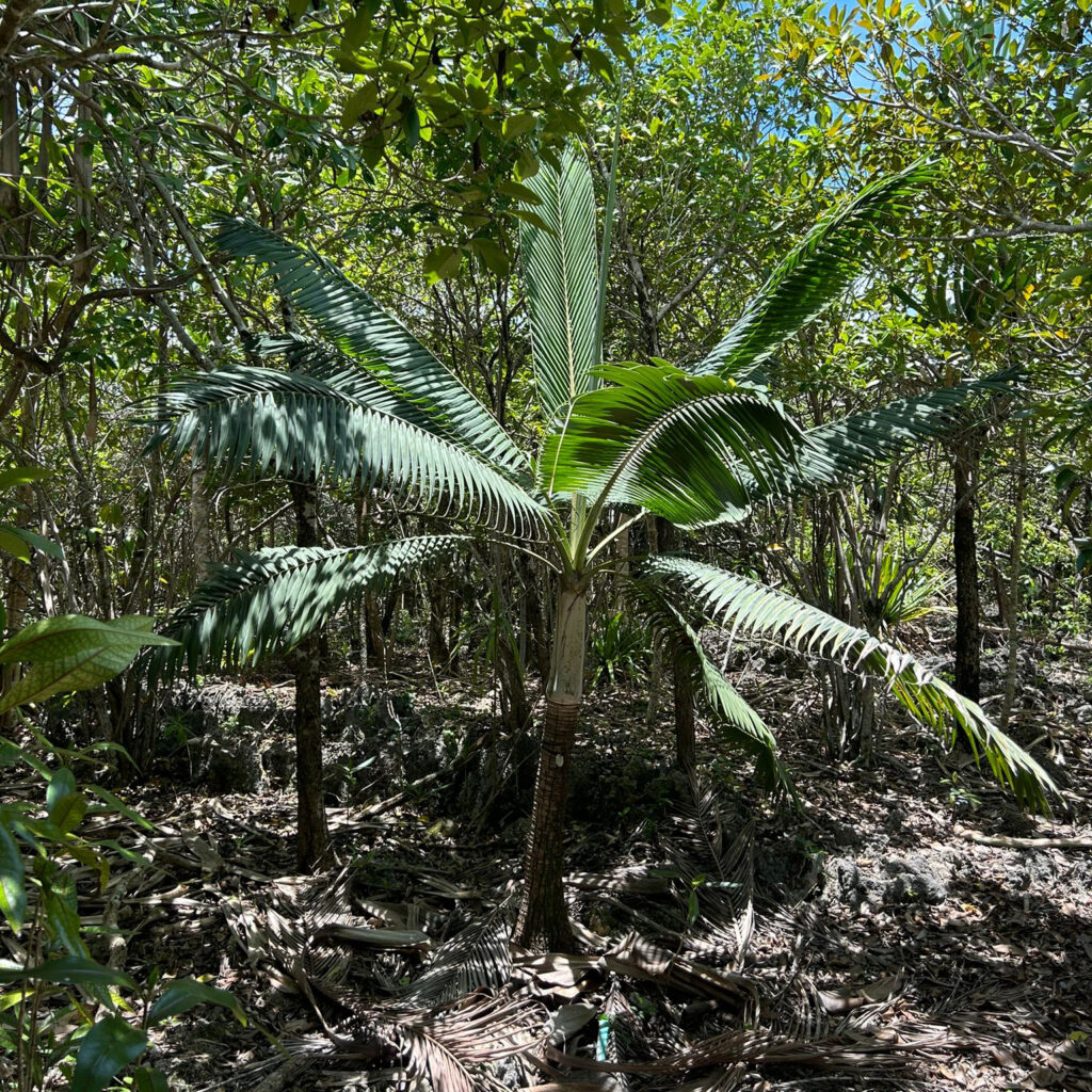 Mauritius, from ecological disaster to a light of regeneration – Meraki ...